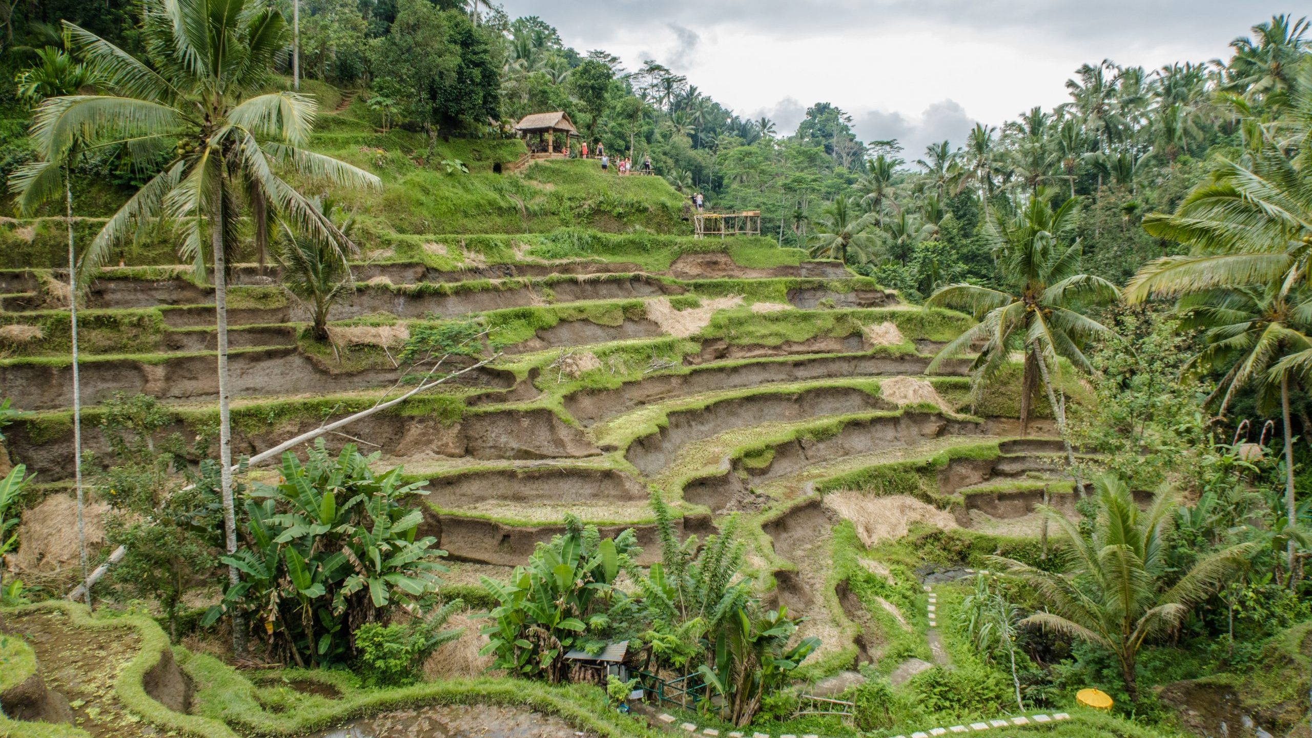 Bali's Cultural, Spiritual and Creative Centre: Ubud