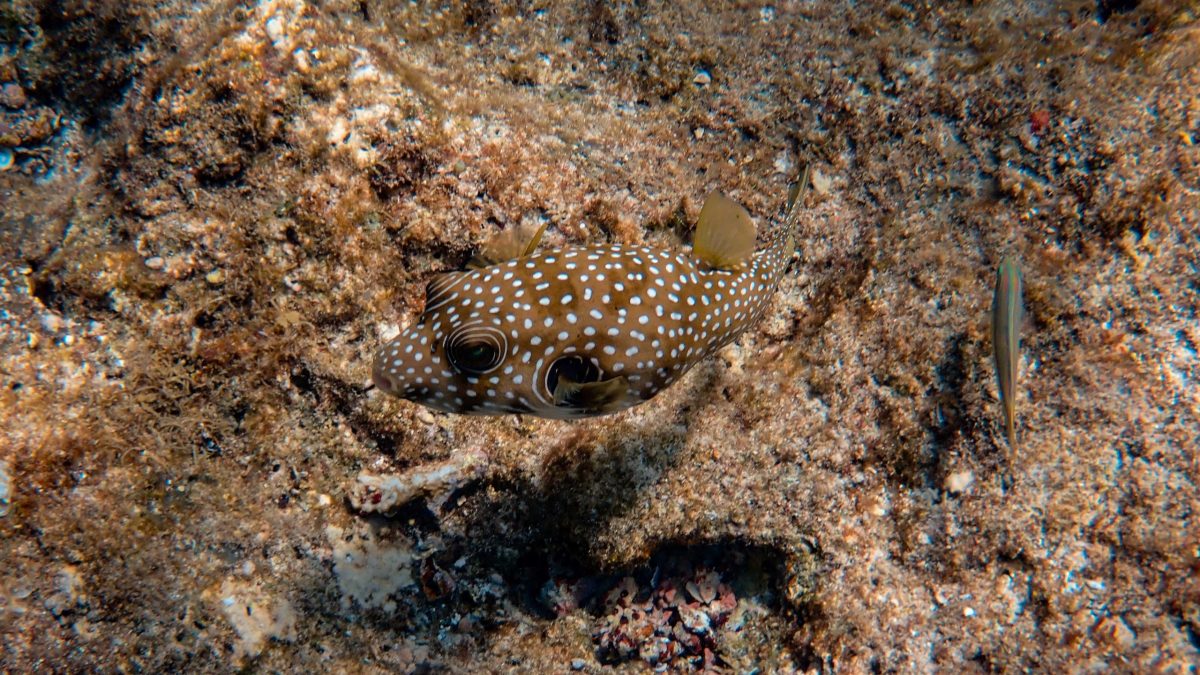 Fugu - A Japanese Fish More Poisonous Than Cyanide