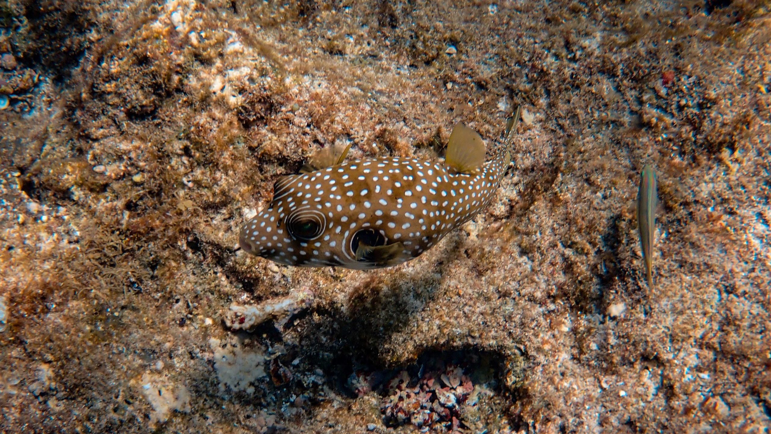 Fugu - A Japanese Fish More Poisonous Than Cyanide