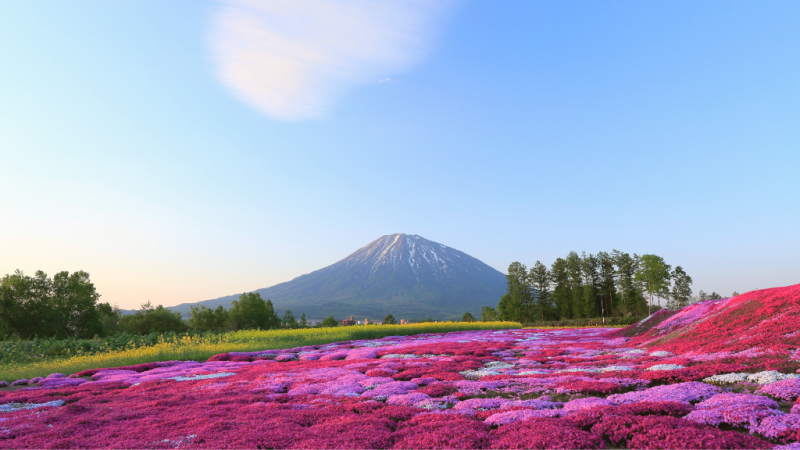 Why You Must Visit Niseko in Spring: Harvest Season, Quiet Slopes ...